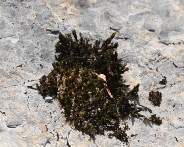Anomalous Bristle-moss from Pendleton County, WV, USA on April 13, 2022 ...