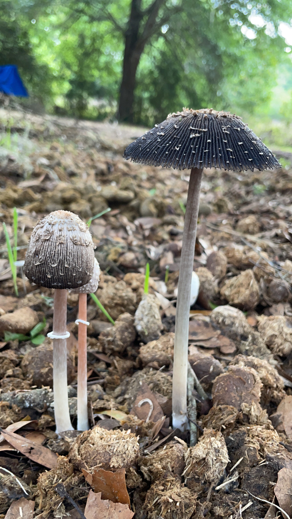 inky caps from Summerfield on April 15, 2022 at 08:08 AM by ...