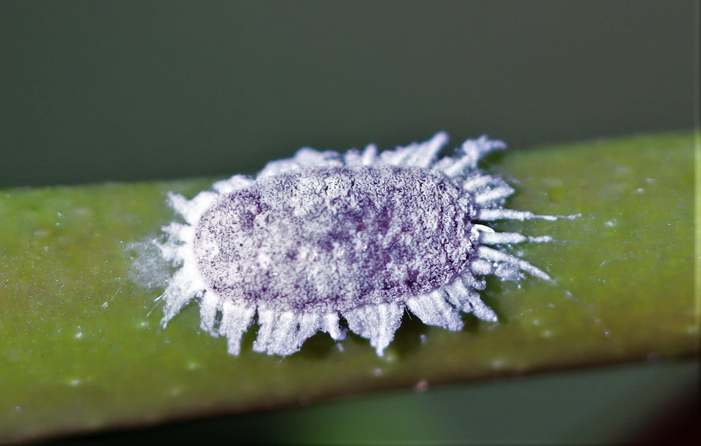 Pseudococcus calceolariae from Freshwater National Park, Deception Bay, Queensland, Australia on ...