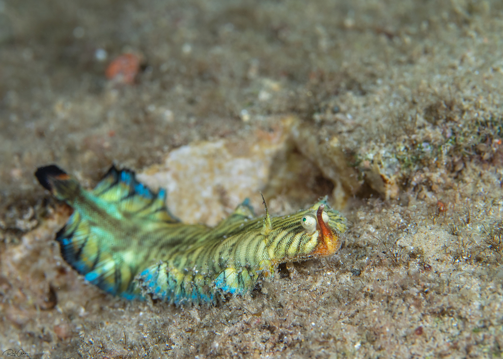 True Soles (Soleidae) - Marine Life Identification