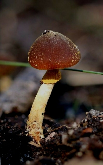 Descolea recedens from Mooney Mooney NSW 2083, Australia on April 15 ...