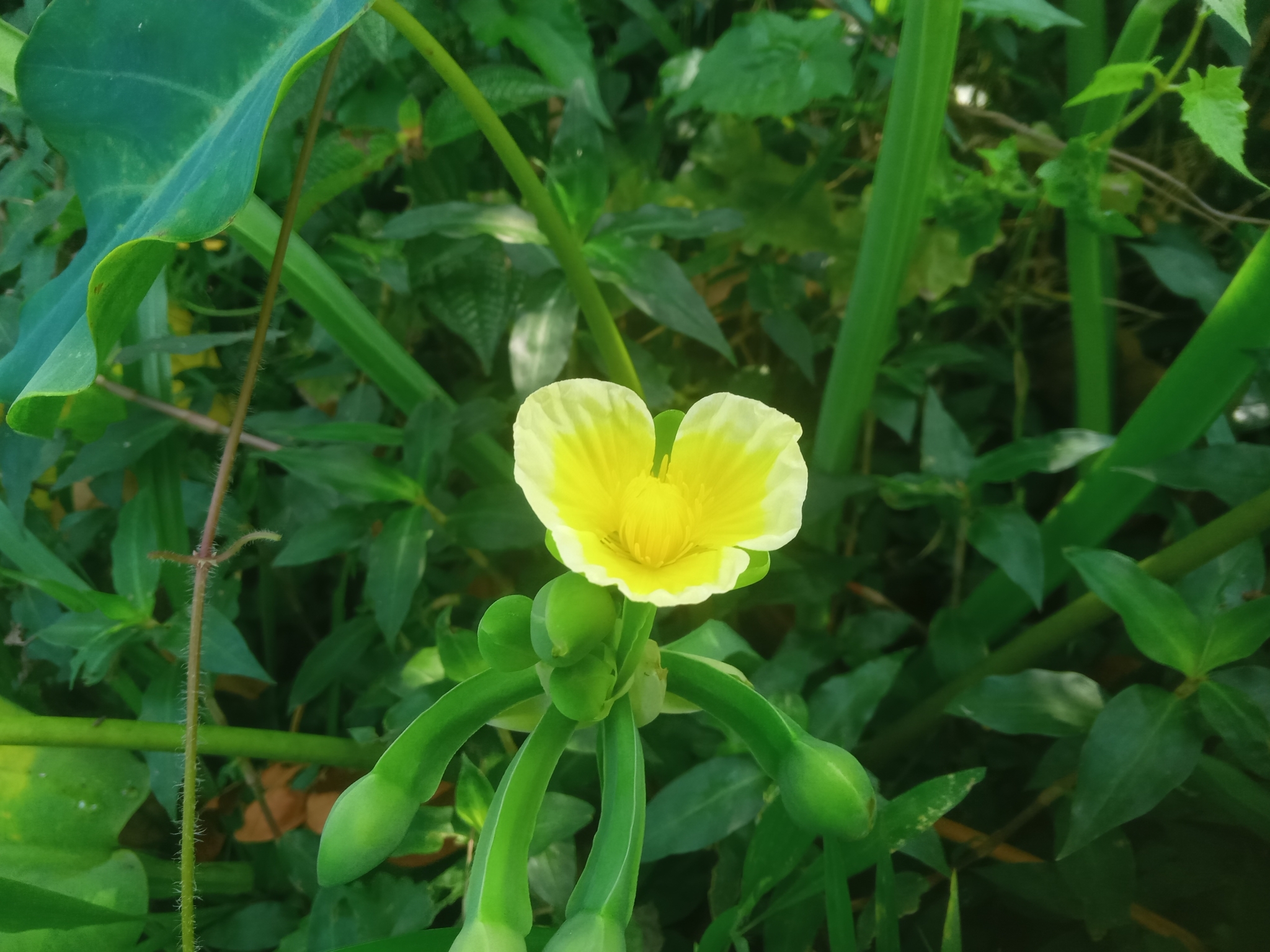 Limnocharis flava (L.) Buchenau