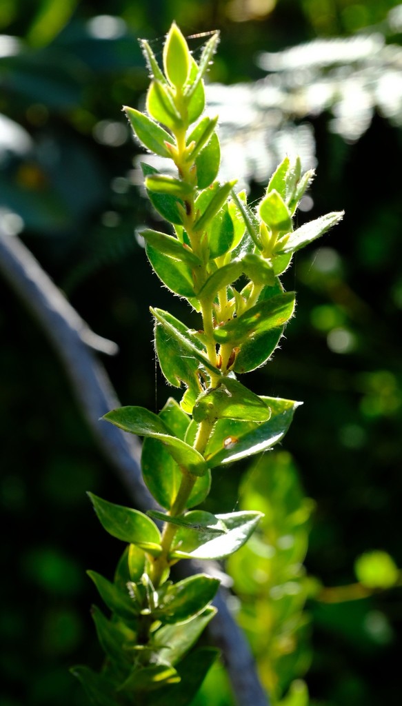 geissoloma family (Geissolomataceae) - Botanical Realm