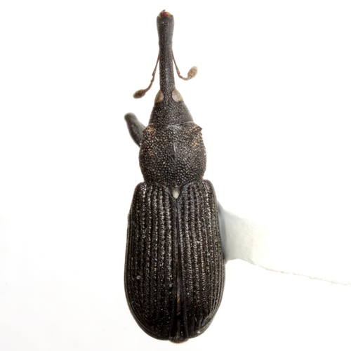 Black Elm Bark Weevil (Magdalis barbita) · iNaturalist
