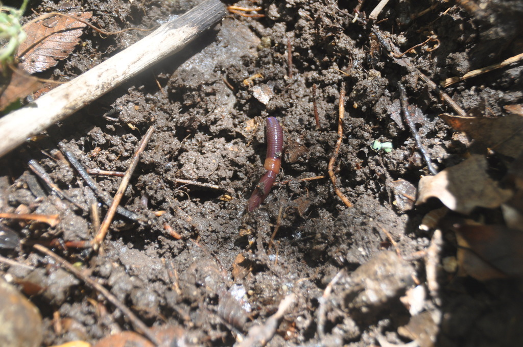 Common Earthworm from Huntsville, AL, USA on April 14, 2022 at 07:21 PM ...