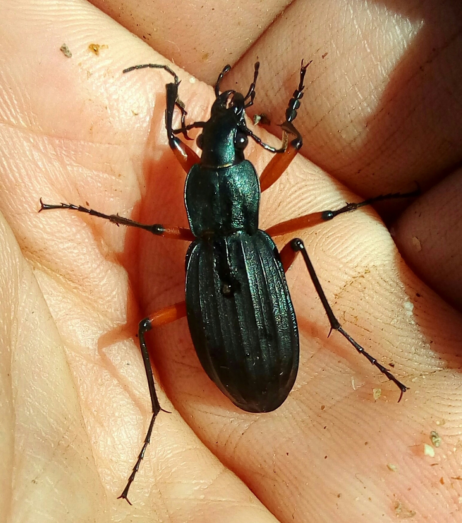 Carabus galicianus Gory, 1839
