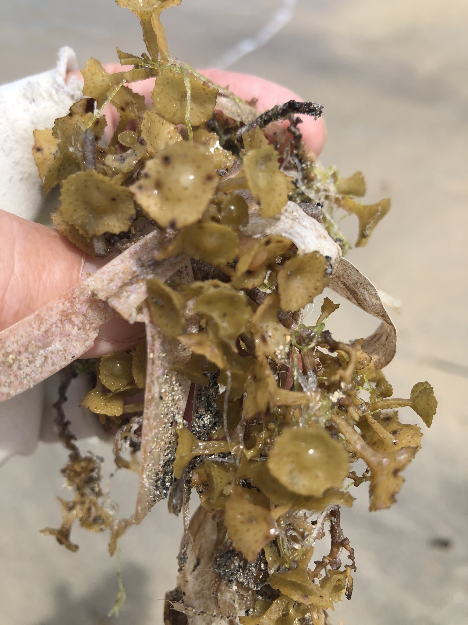 Turbinaria turbinata (L.) Kuntze