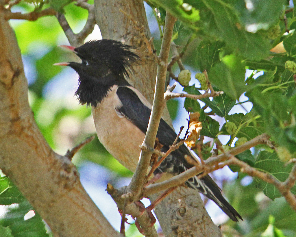 Rosy Starlings (Pastor) - Avian Discovery