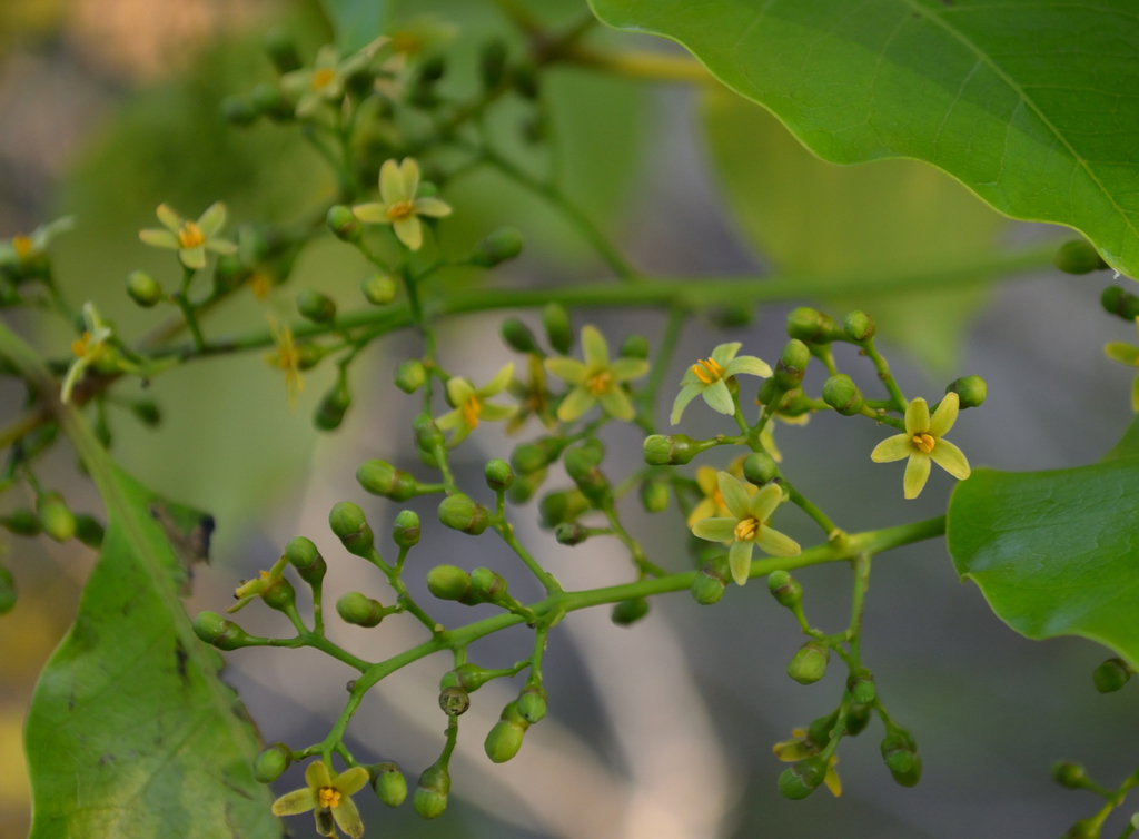 Black Poisonwood from Celestún, Yuc., México on April 10, 2022 at 06:06 ...