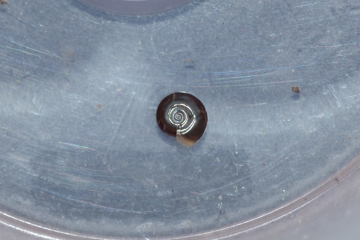 Segmentina nitida (O.F.Müller, 1774)