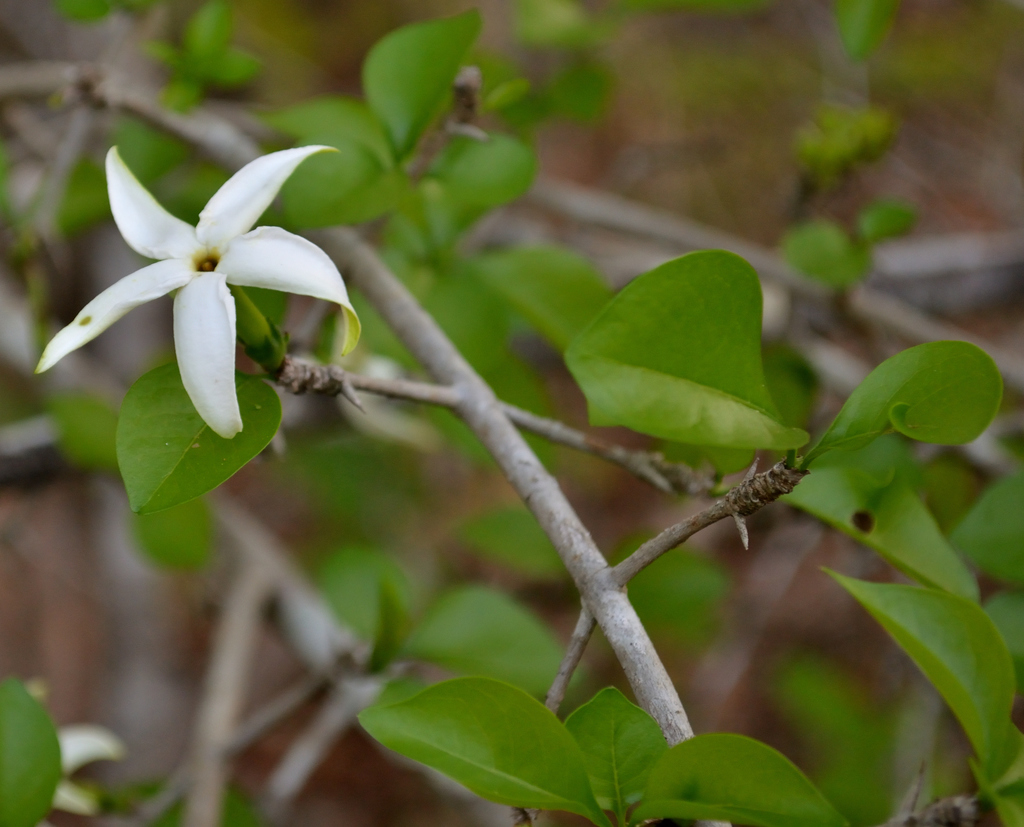 Randia longiloba in April 2022 by Carlos Ku · iNaturalist