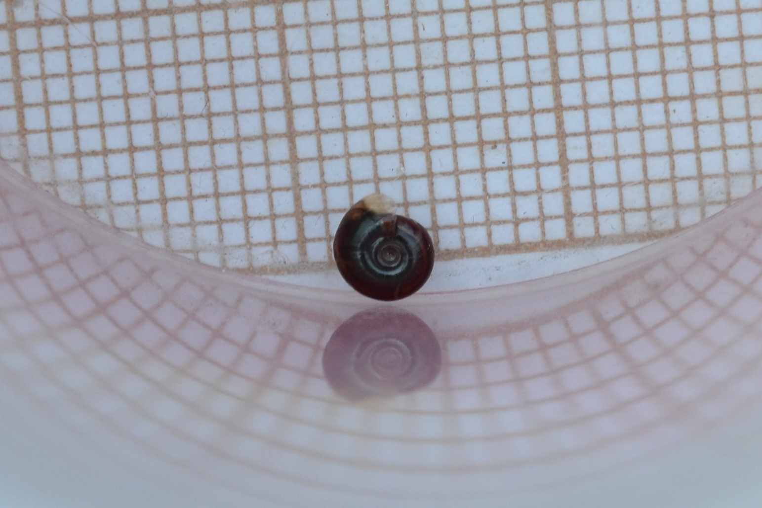 Segmentina nitida (O.F.Müller, 1774)