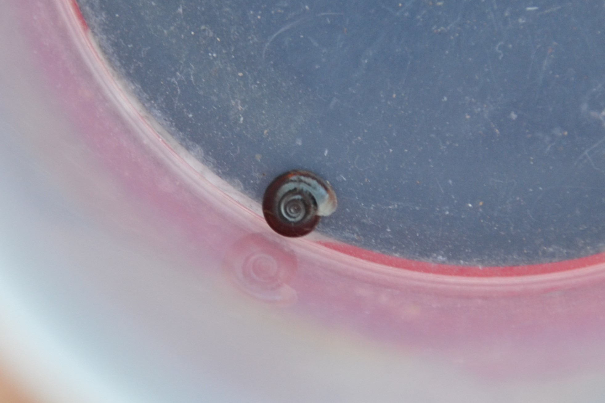 Segmentina nitida (O.F.Müller, 1774)