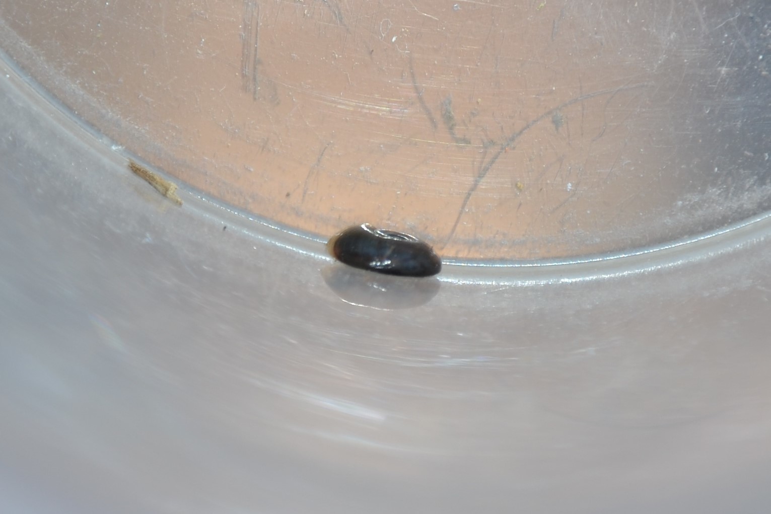 Segmentina nitida (O.F.Müller, 1774)