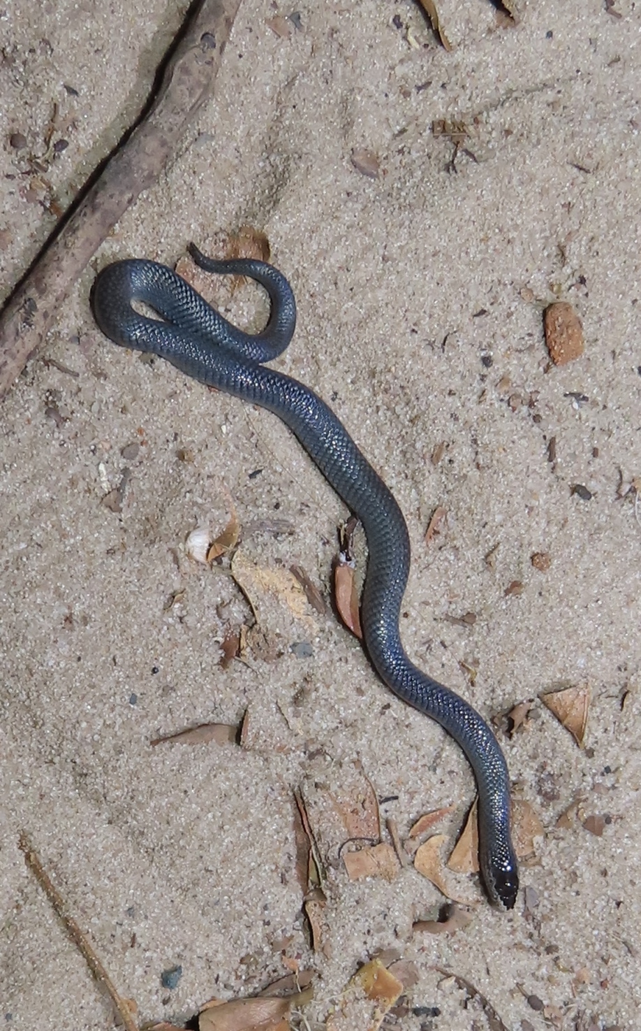 Lycophidion pygmaeum Broadley, 1996