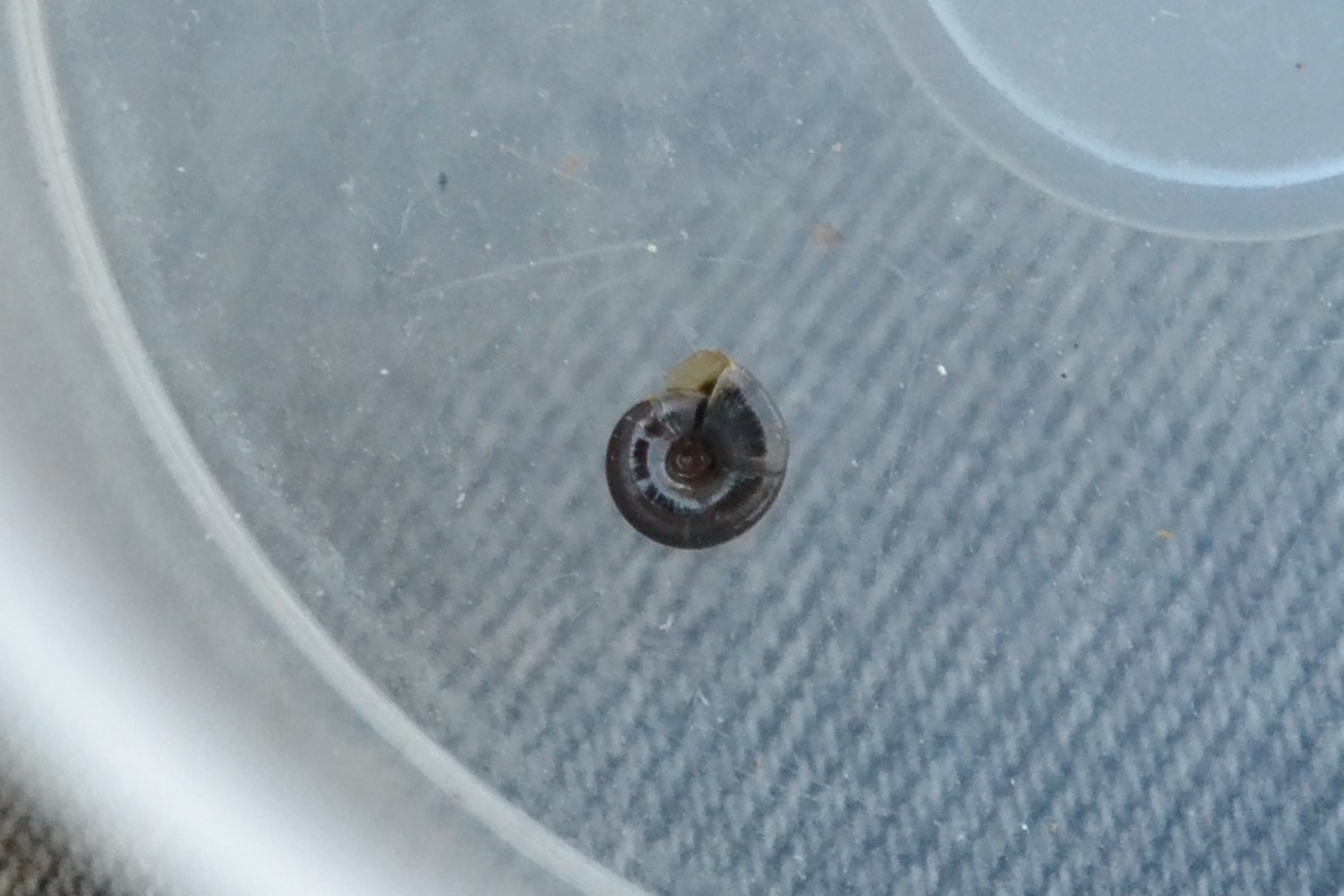 Segmentina nitida (O.F.Müller, 1774)