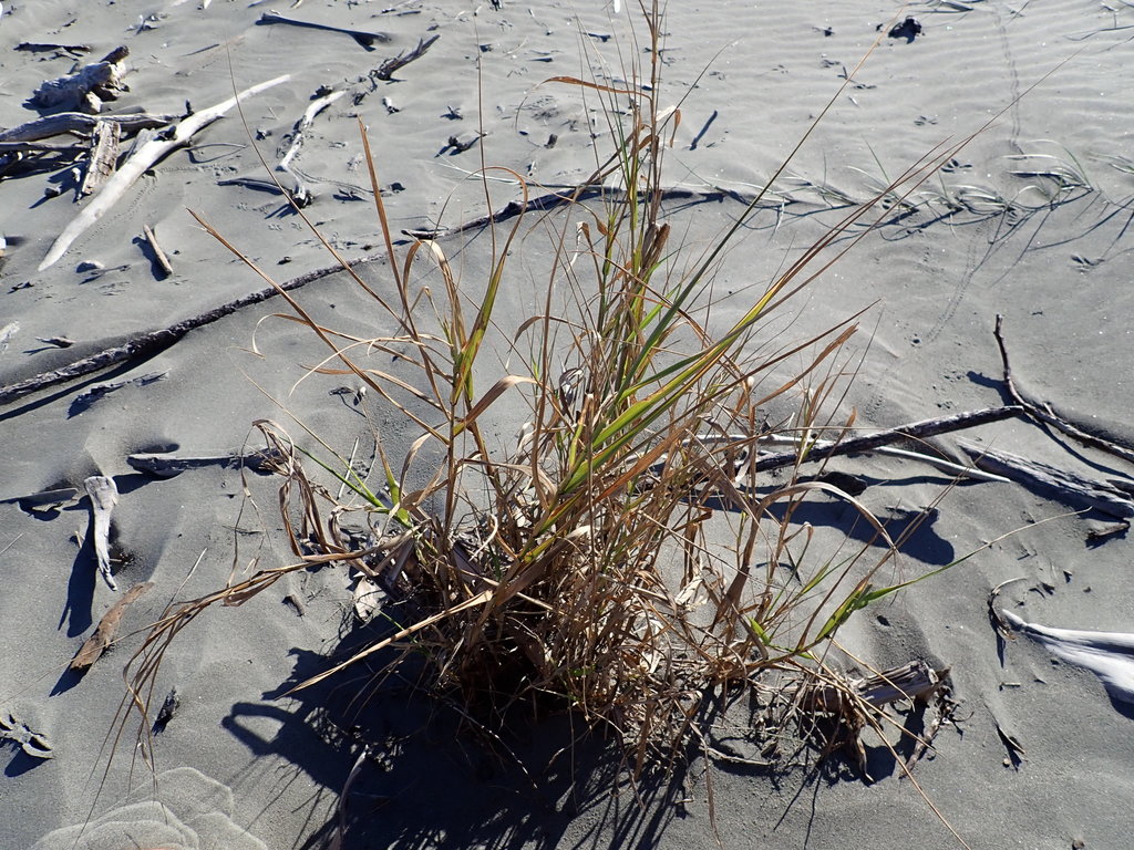 Tall Reed from Waikawa Beach 5573, New Zealand on April 15, 2022 at 09: ...