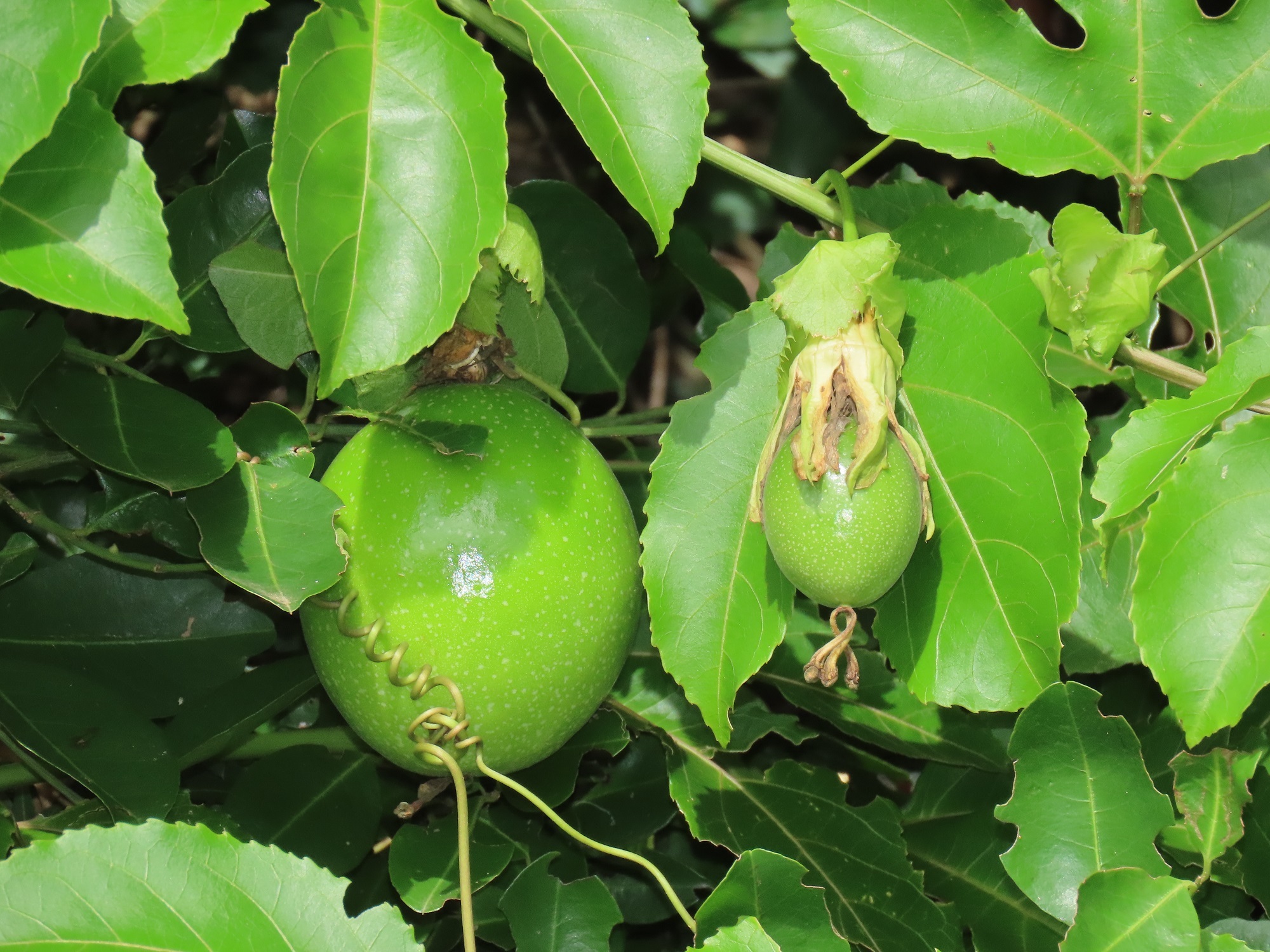 Passiflora edulis f. flavicarpa O.Deg.
