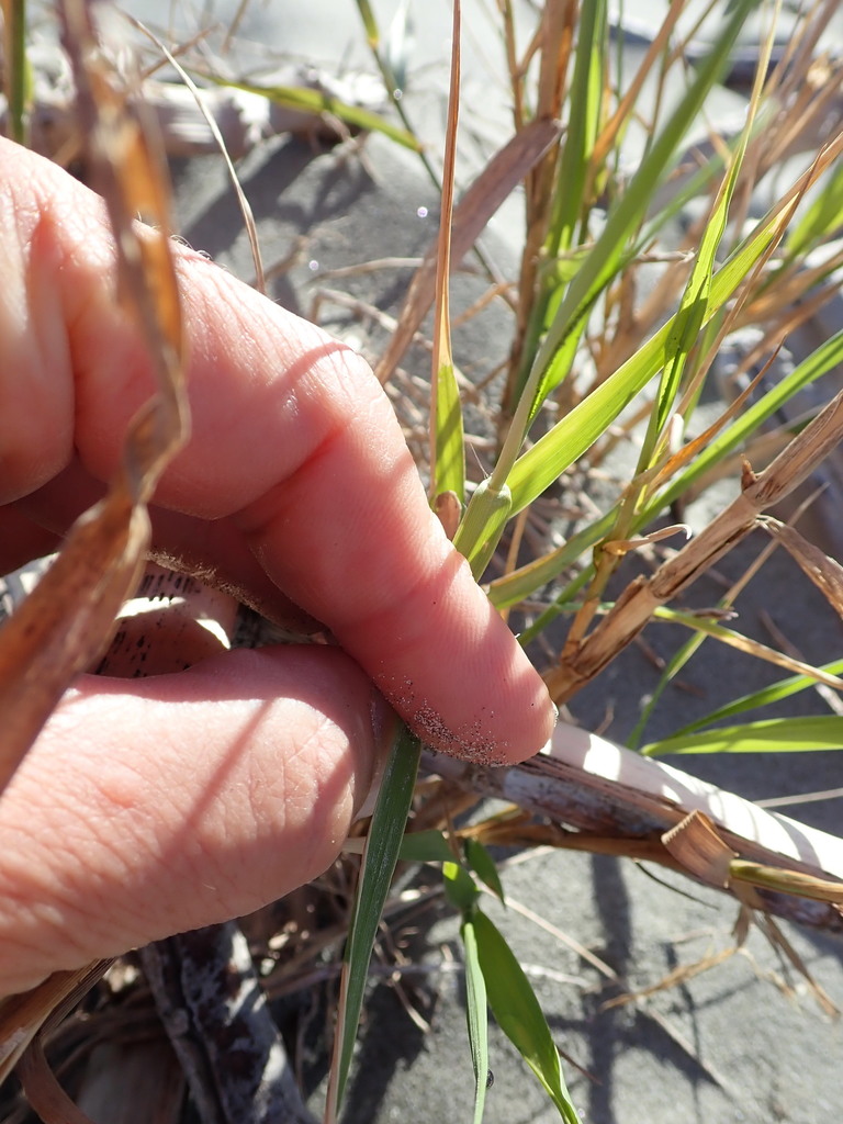 Tall Reed from Waikawa Beach 5573, New Zealand on April 15, 2022 at 09: ...