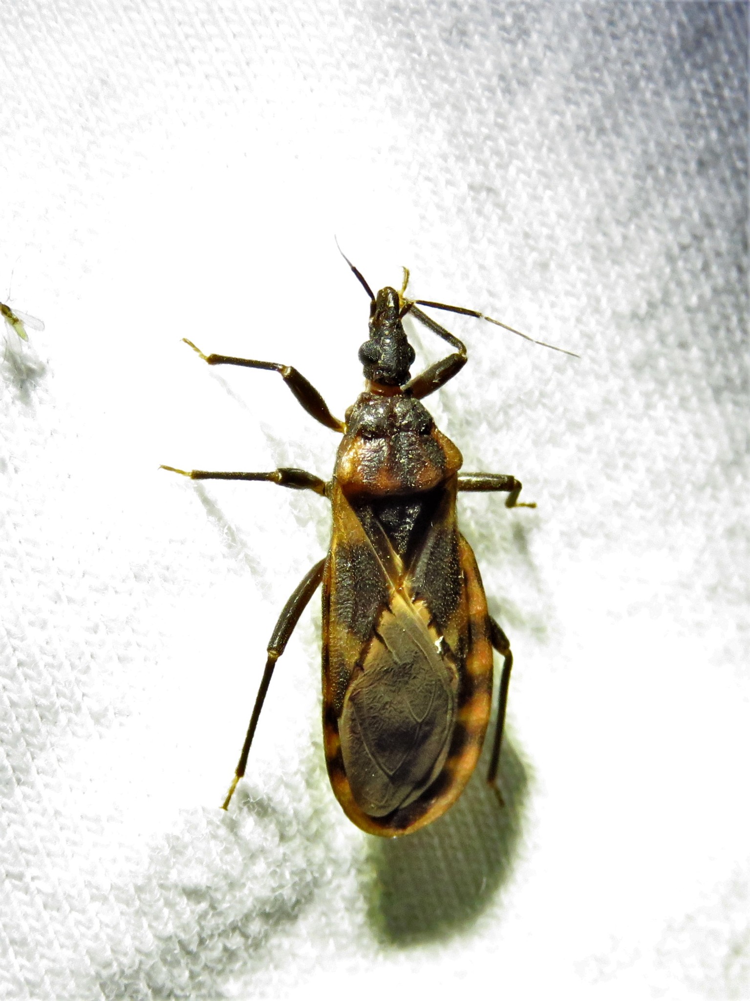 Triatoma lecticularia (Stål, 1859)