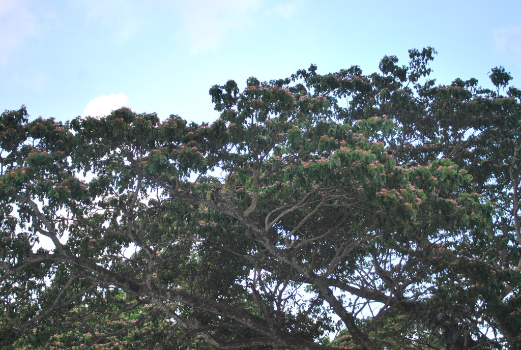 Monkey pod tree from Batong Malake, Los Baños, Laguna, Philippines on ...
