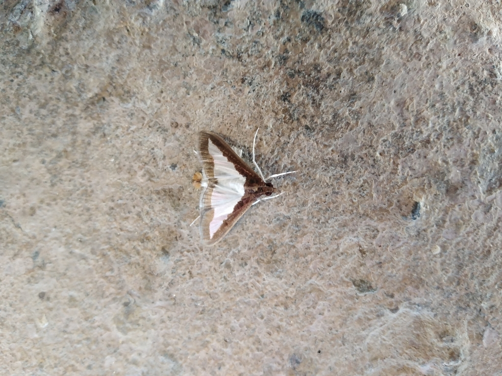 Cucumber Moth from Gobabeb, Namib-Naukluft Park, Namibia, Gobabeb ...