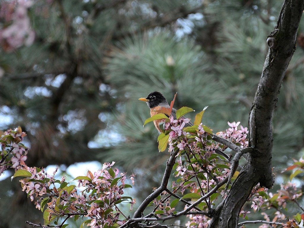 American Robin from Purdeu University, West Lafayette, Indiana on May ...