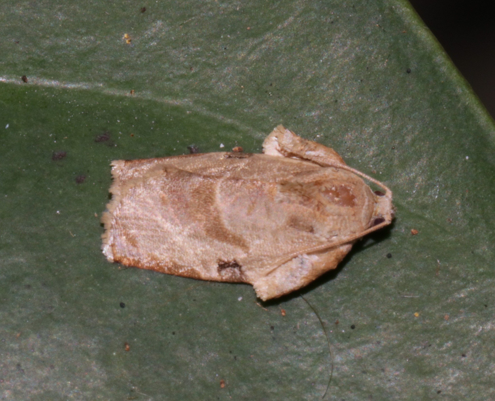 Homona coffearia (Nietner, 1861)
