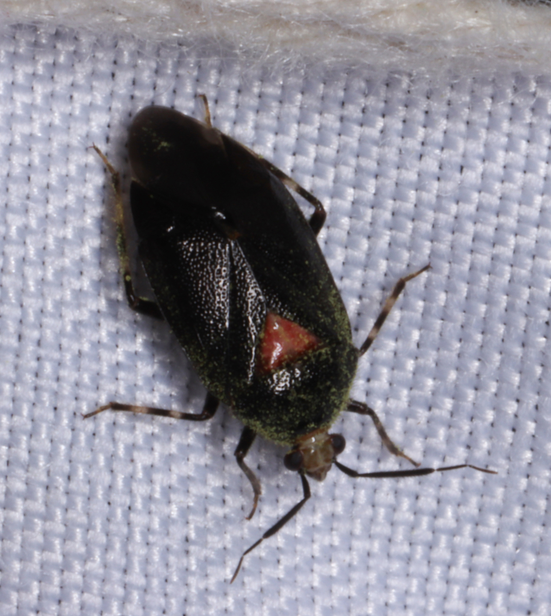Deraeocoris sayi (Reuter, 1876)