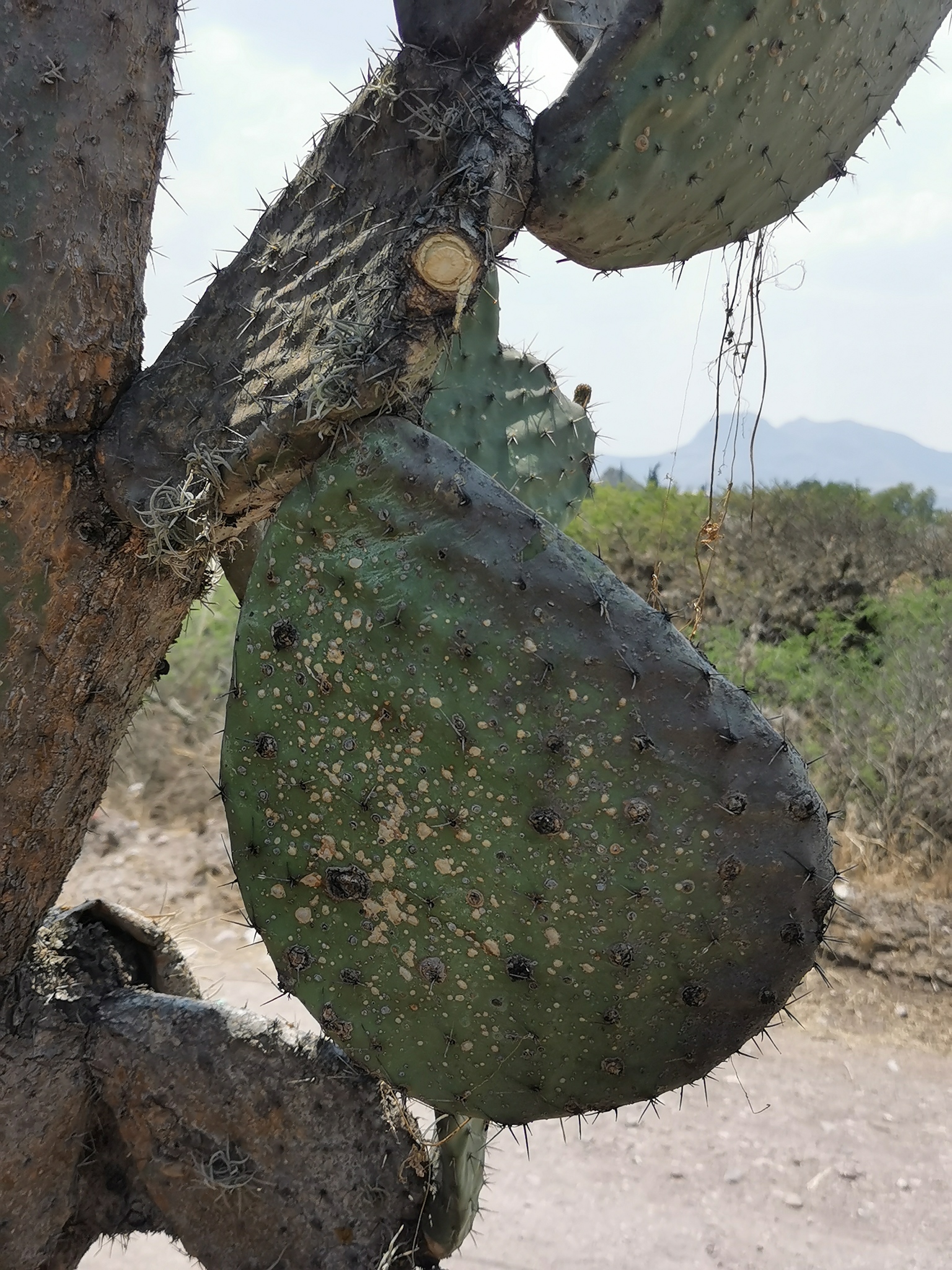 Opuntia streptacantha Lem.
