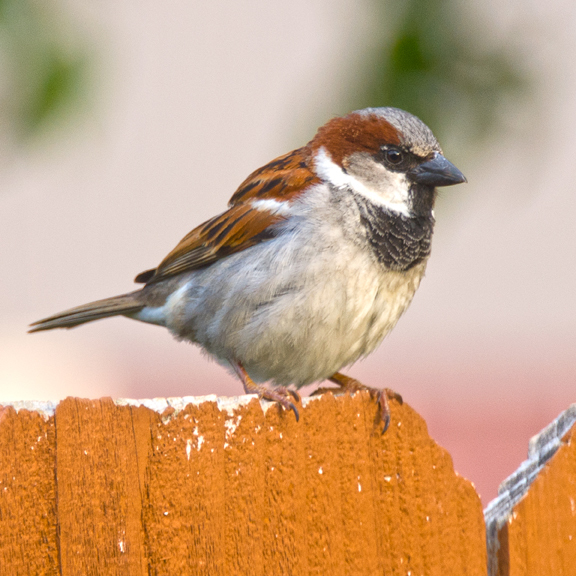 House Sparrow from Candlewood Circle, Wichita Falls, TX on April 20 ...