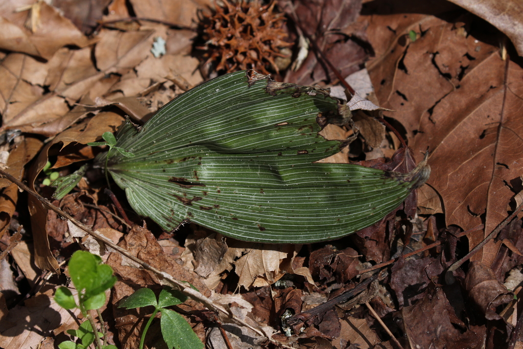 putty root from Calvert, Maryland, United States on April 09, 2022 at ...