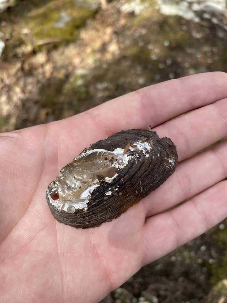 Eastern Elliptio from Stetson, ME, US on April 15, 2022 at 03:39 PM by ...