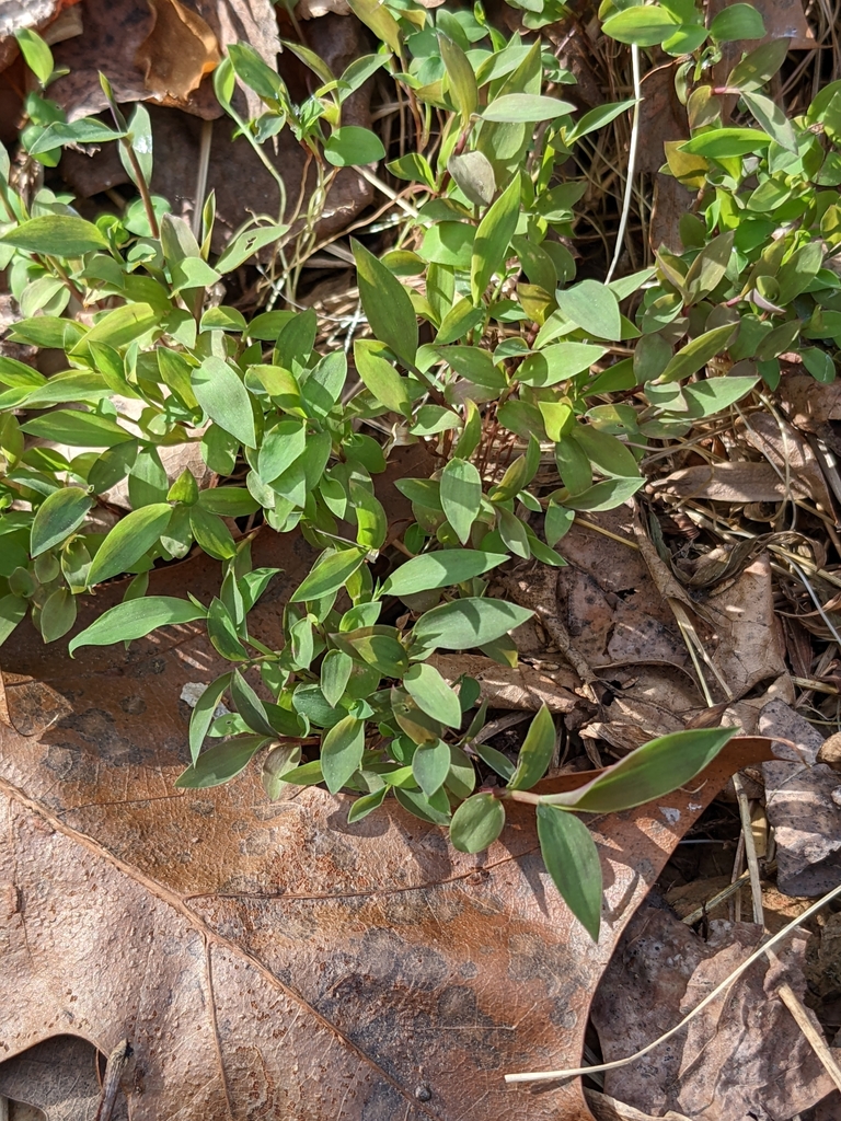 Japanese stiltgrass from Nellysford, VA 22958, USA on April 15, 2022 at ...