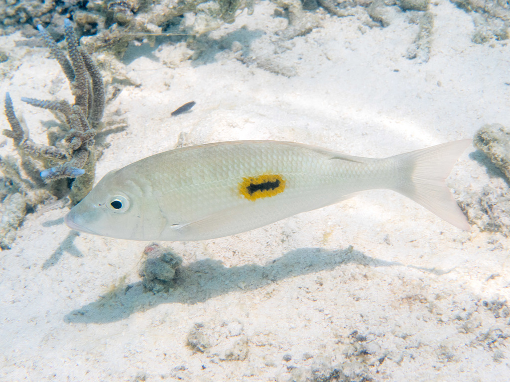 Thumbprint Emperor (Animals of Sainte Anne National Marine Park ...
