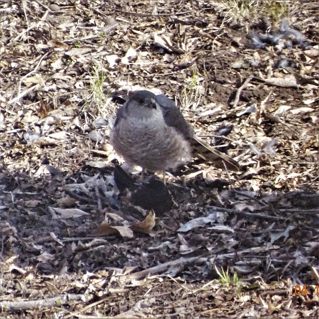 Sharp-shinned Hawk from Town of Delton, Sauk County, WI, USA on April ...