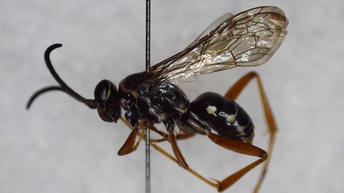 Ceropales longipes · iNaturalist