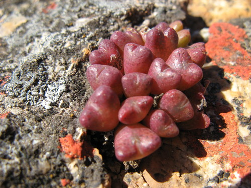 Conophytum albiflorum · iNaturalist United Kingdom