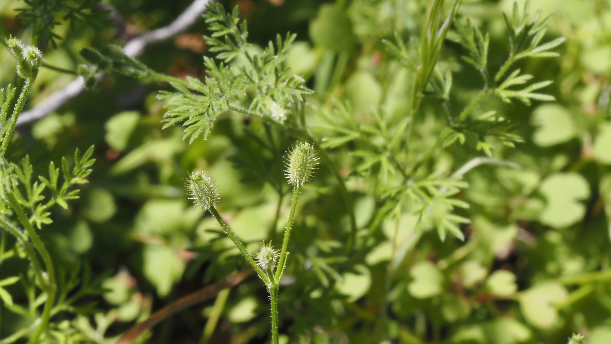 Yabea microcarpa (Hook. & Arn.) Koso-Pol.