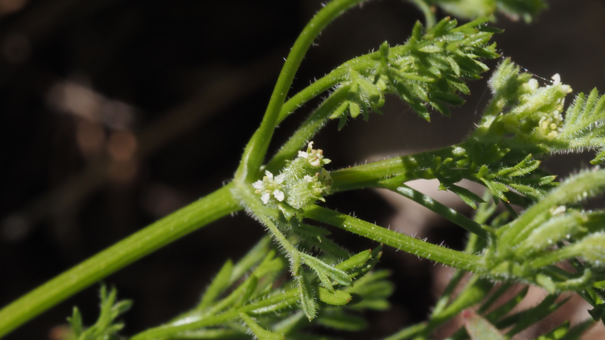 Yabea microcarpa (Hook. & Arn.) Koso-Pol.