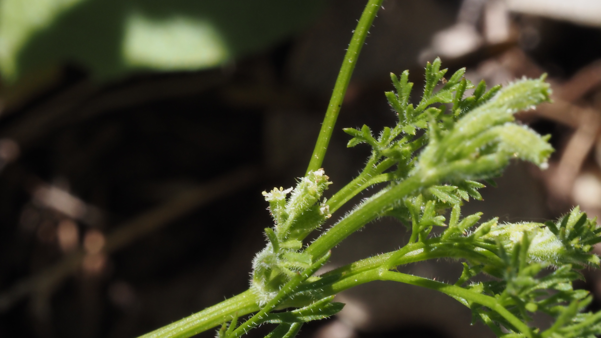 Yabea microcarpa (Hook. & Arn.) Koso-Pol.