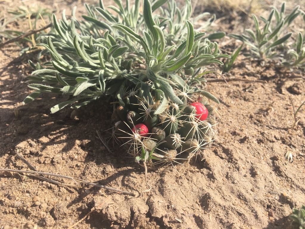 Missouri Foxtail Cactus from Beaver County, US-OK, US on April 15, 2022 ...