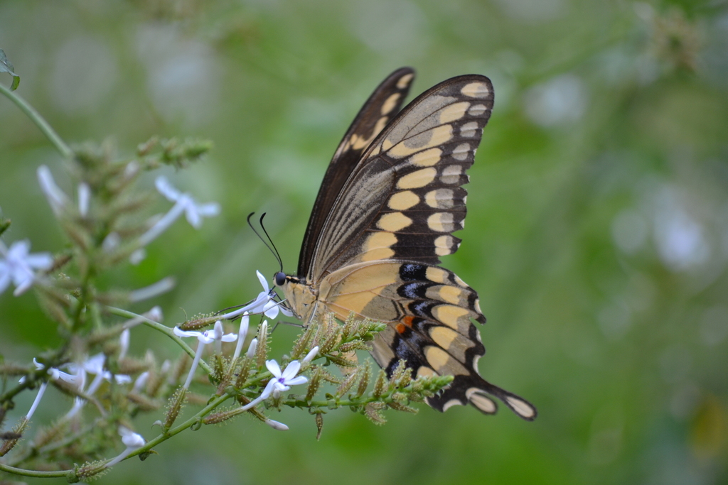 Western Giant Swallowtail from Hidalgo County, US-TX, US on October 21 ...