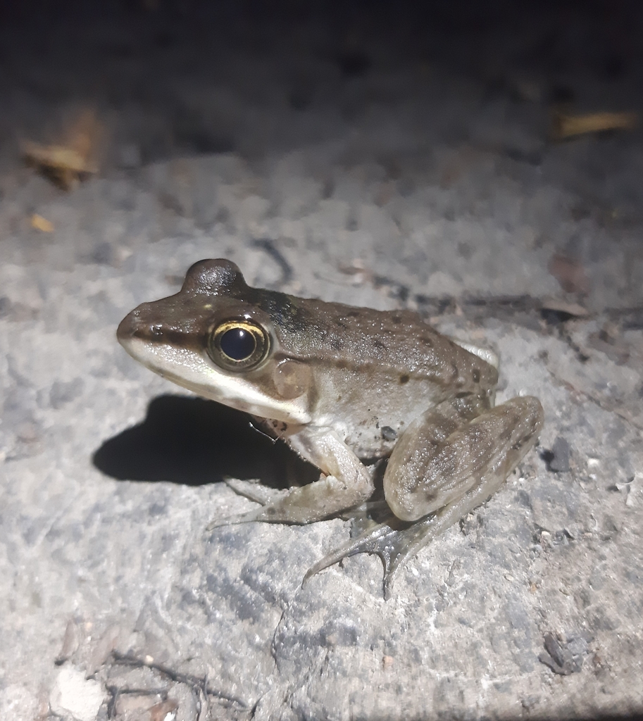 Highland Frog from Carazo, Nicaragua on April 14, 2022 at 06:31 PM by ...
