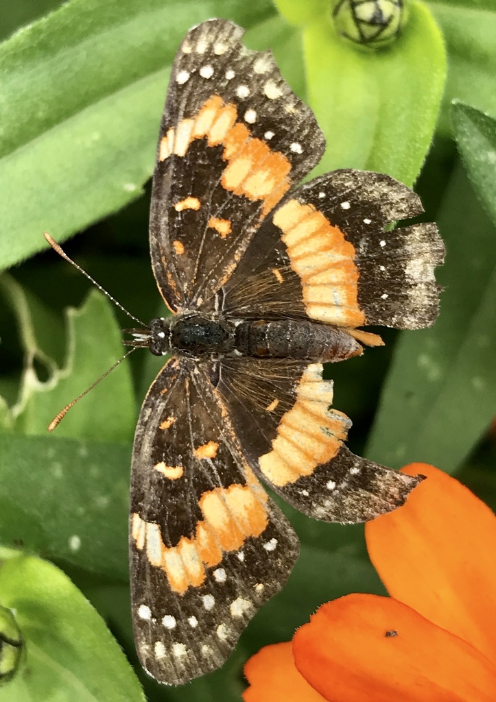 Bordered Patch from University of Nebraska - East Campus, Lincoln, NE ...