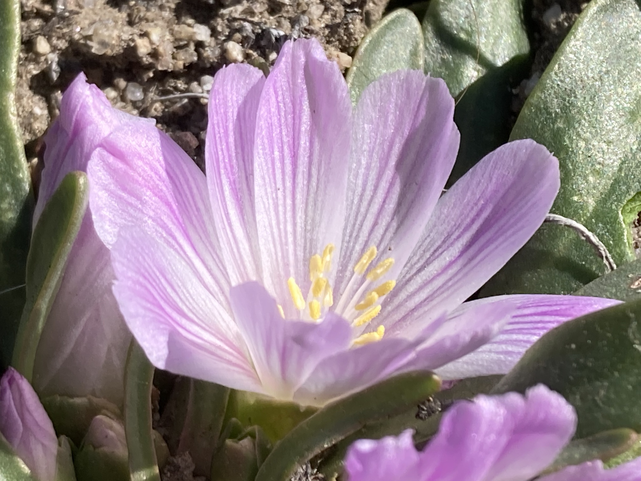Lewisia brachycalyx Engelm. ex A.Gray