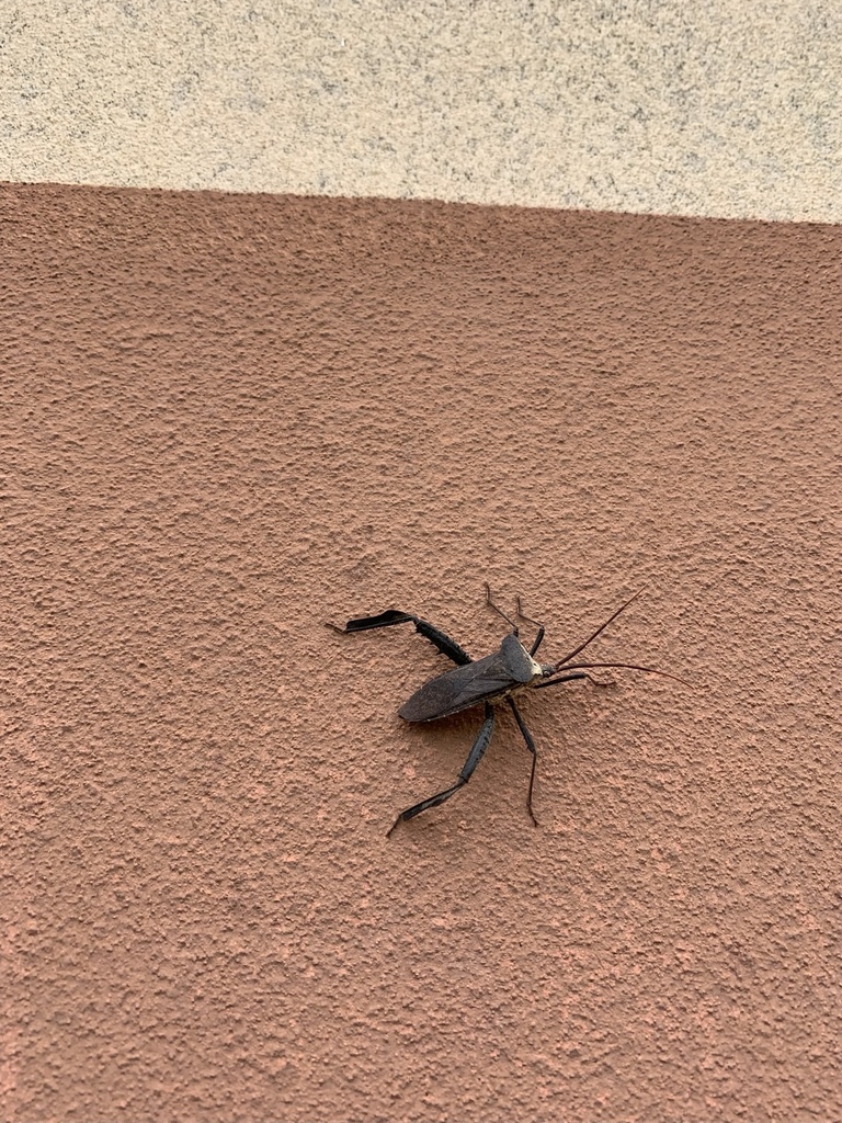 Giant leaf-footed bug from N US Highway 77, Waxahachie, TX, US on April ...