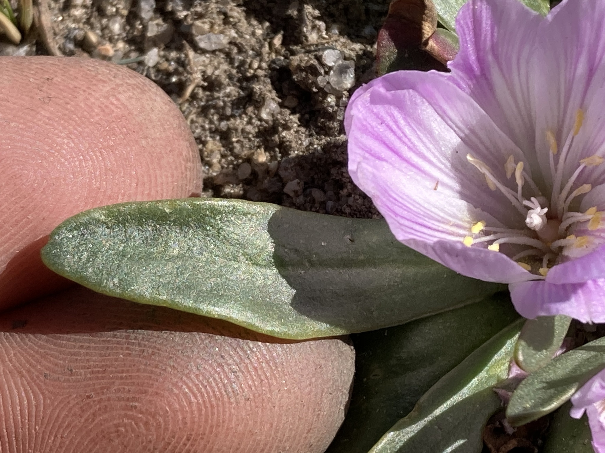 Lewisia brachycalyx Engelm. ex A.Gray