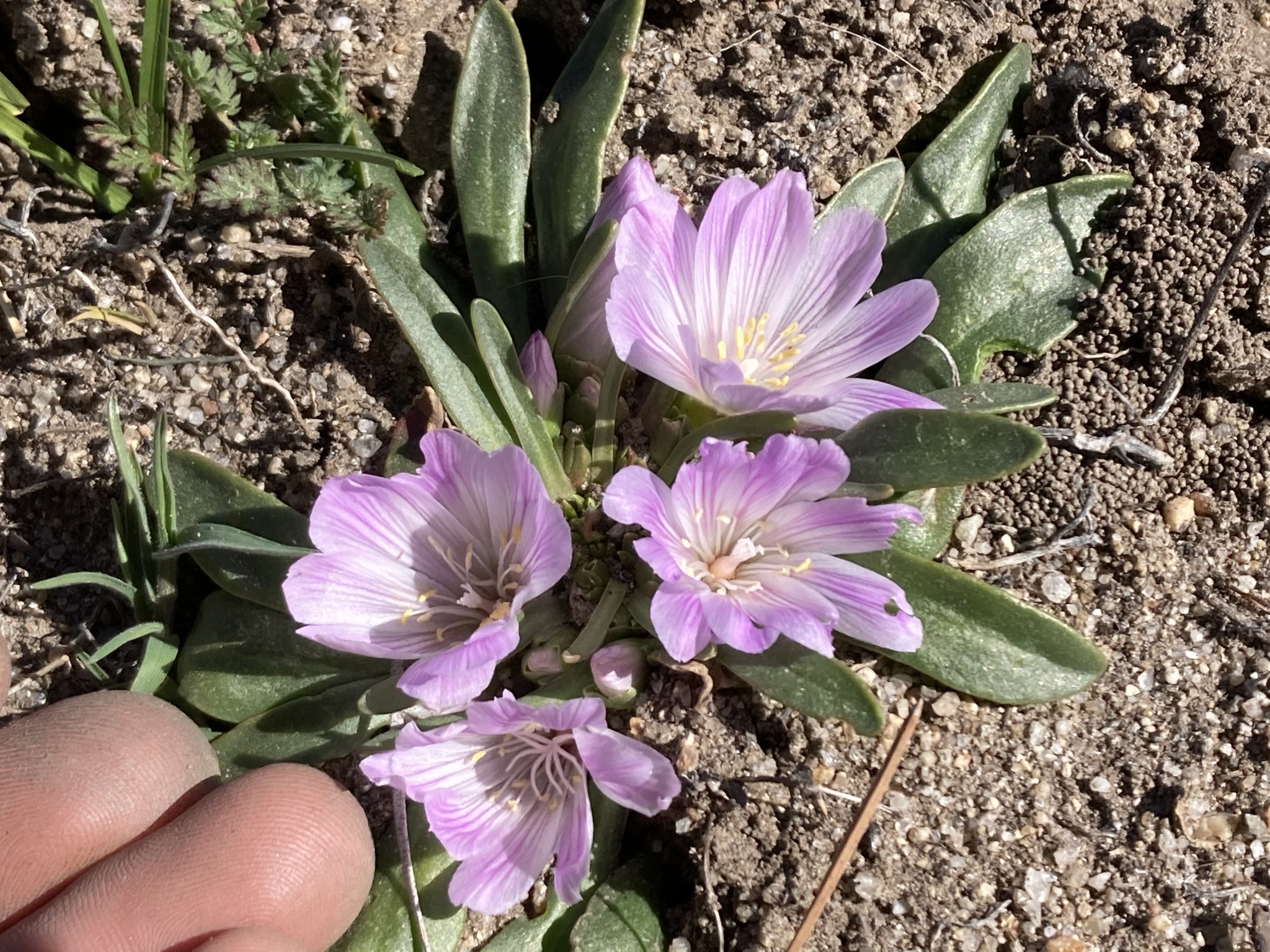 Lewisia brachycalyx Engelm. ex A.Gray