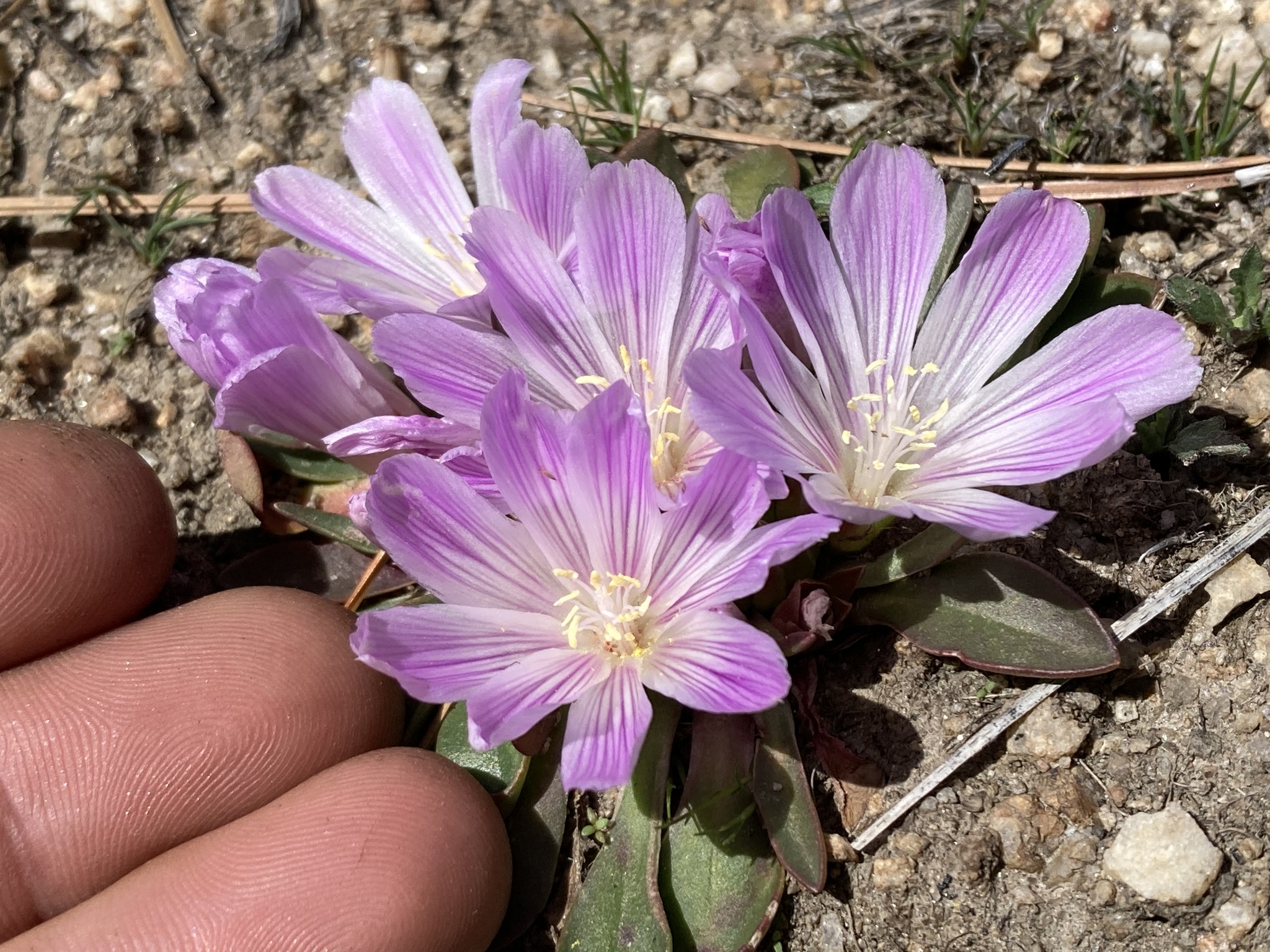 Lewisia brachycalyx Engelm. ex A.Gray